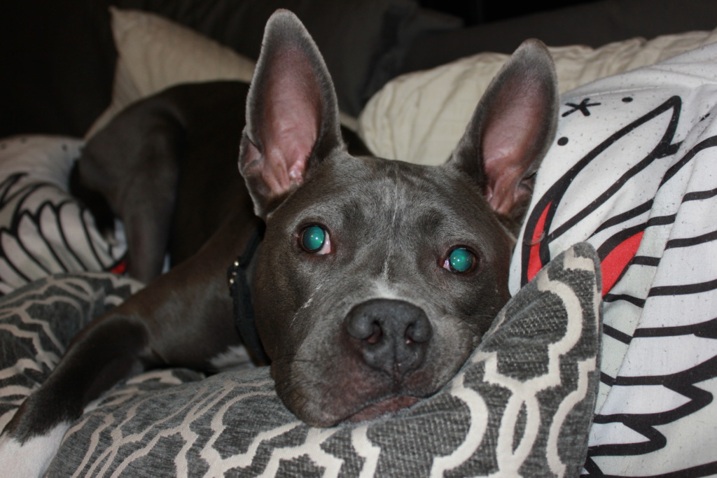 Adoption Story: Blind Pit Bull Finds Love | Chako Pit Bull Rescue Blog